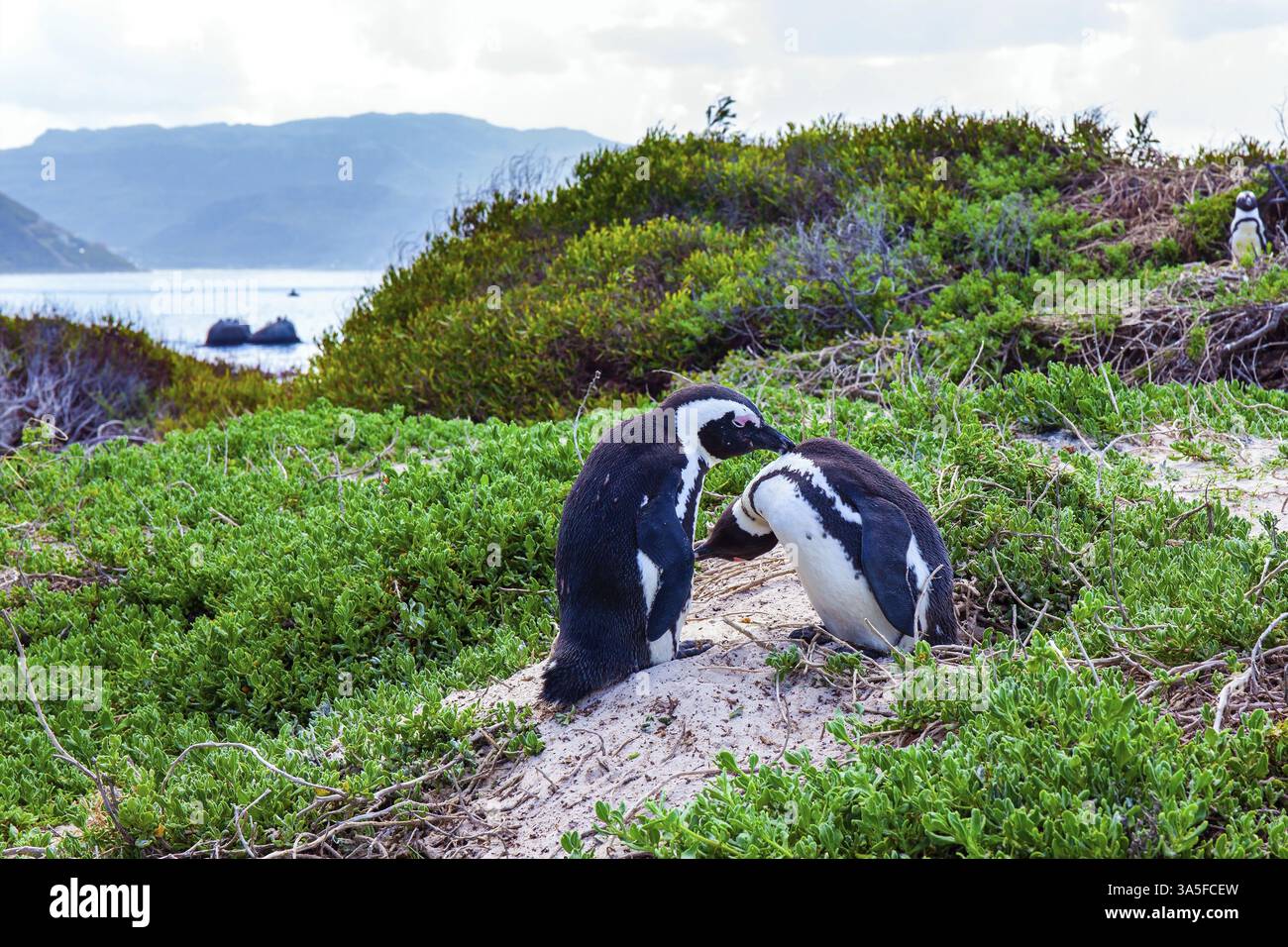 South Africa. Friendly couple of black-footed penguins kissing on the ...