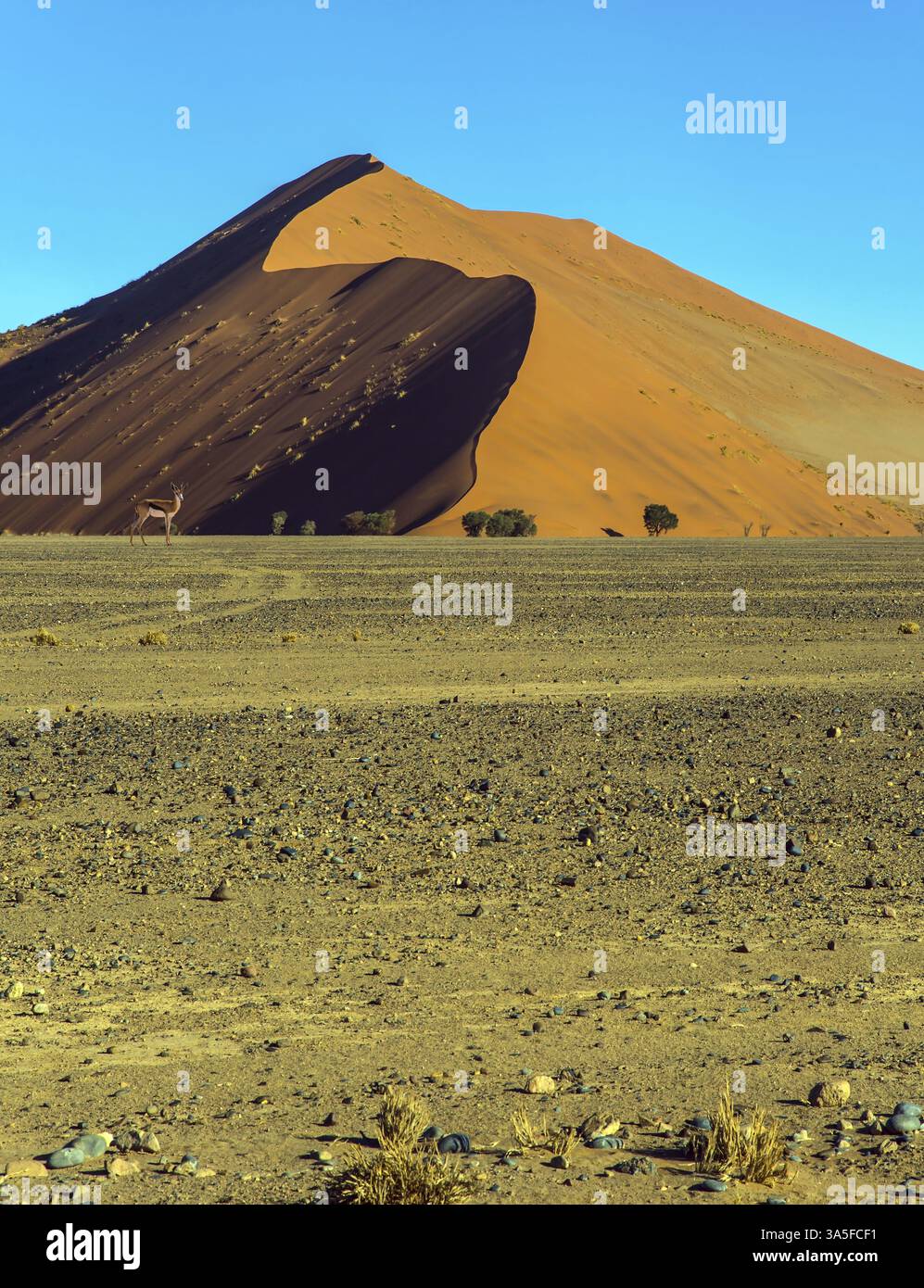 The famous giant sand dunes in Namib-Naukluft park at sunset. The world's oldest Namib desert ...
