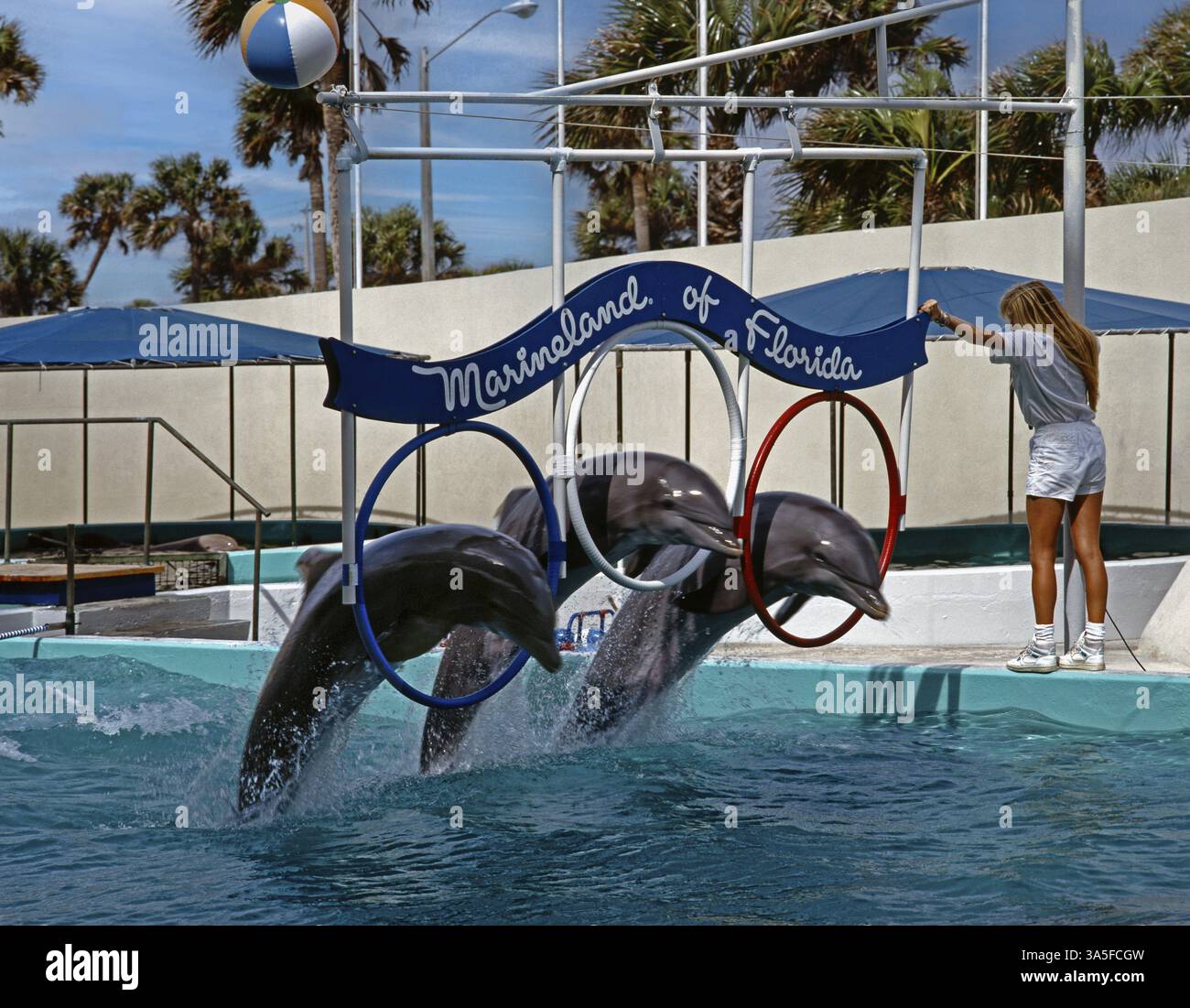 Marineland dolphin shows hi-res stock photography and images - Alamy