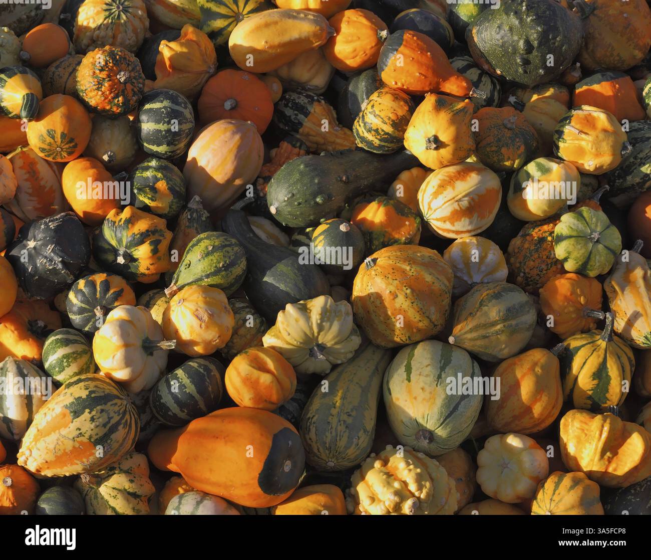 Mature green striped orange hi-res stock photography and images - Alamy