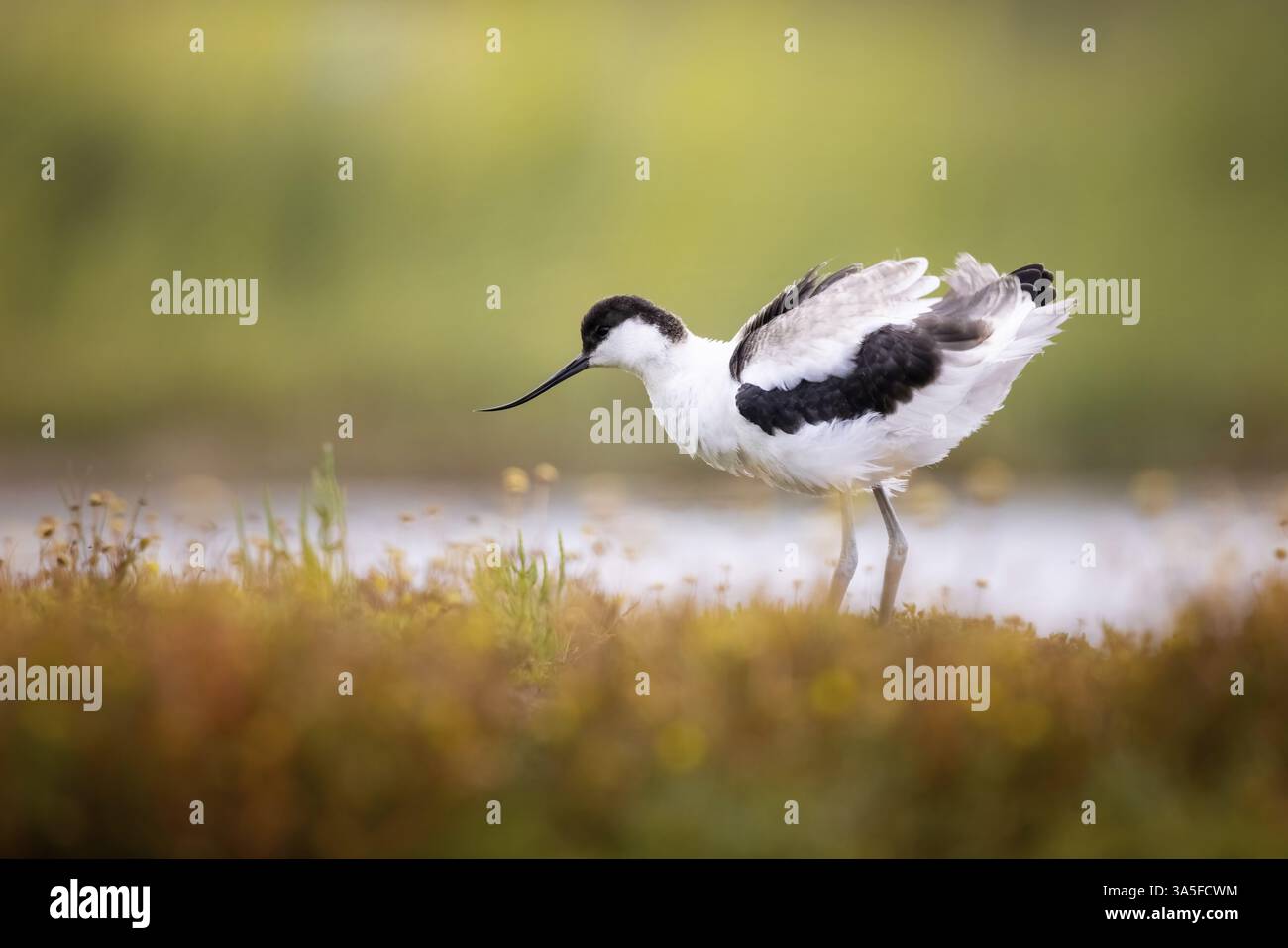 Avocet stands hi-res stock photography and images - Alamy