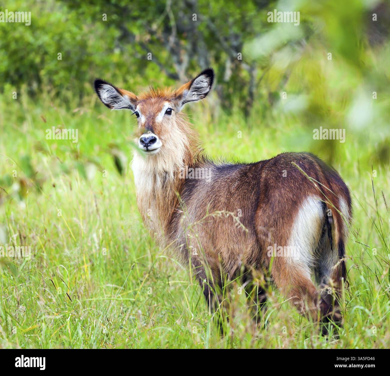 Africa, Kenya. Safari - tour to the famous Kenyan reserve Masai Mara ...