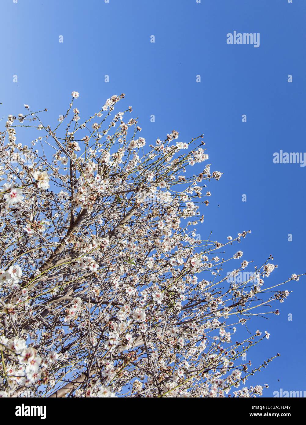 Blooming almond branch. Early spring in Israel, Middle East. Wonderful ...