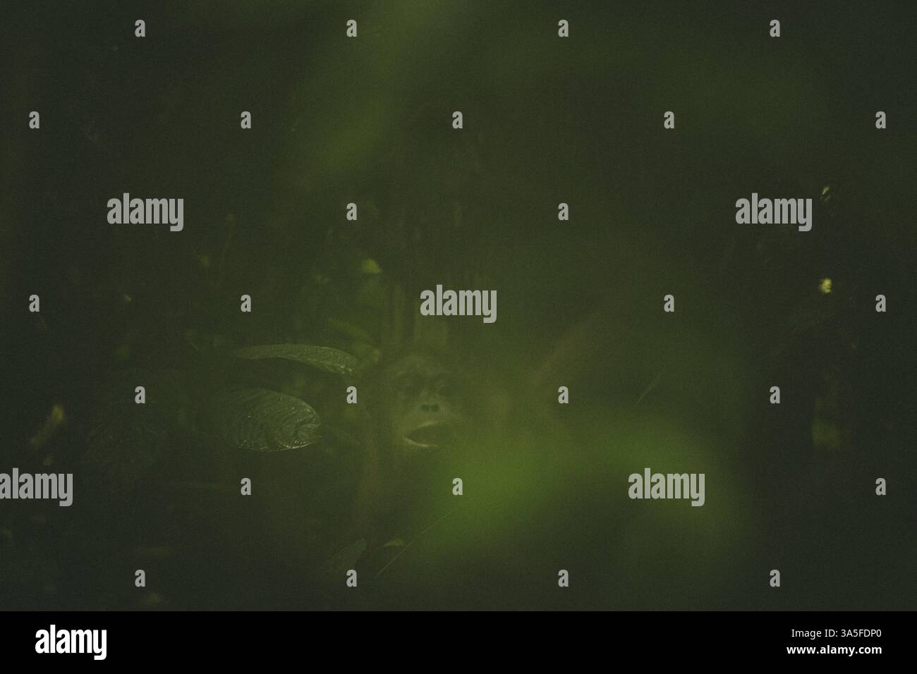 A monkey hides in the dense, dark forest and appears mysterious, Borneo ...