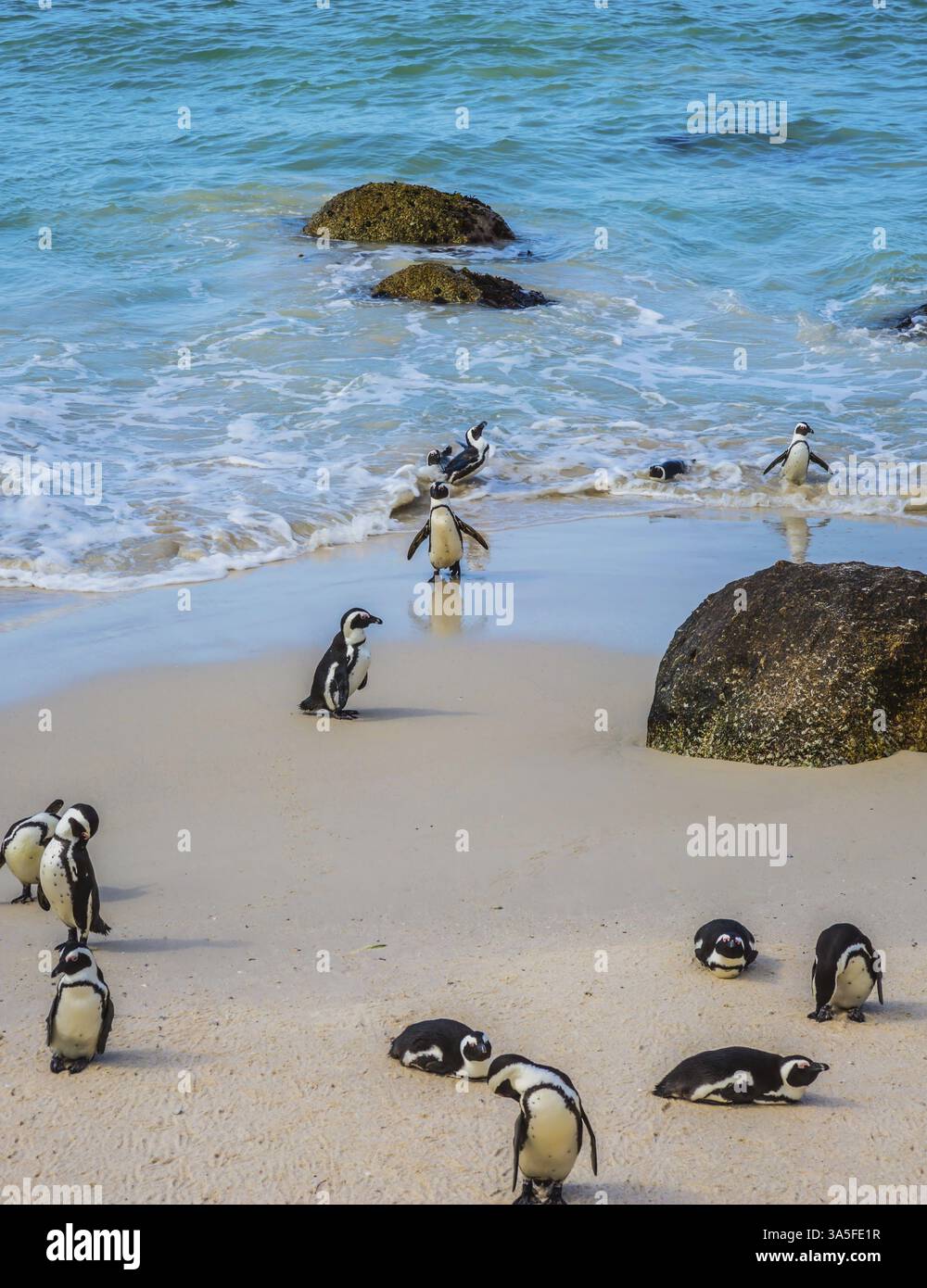 Boulders Penguin Colony in the Table Mountain National Park. African ...