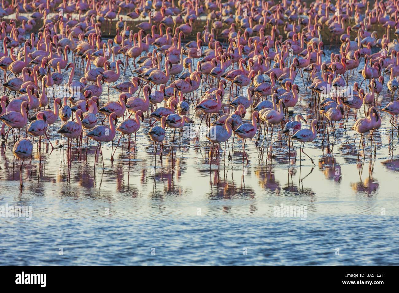 Interesting and useful birdwatching. Gorgeous pink birds feed in the ...