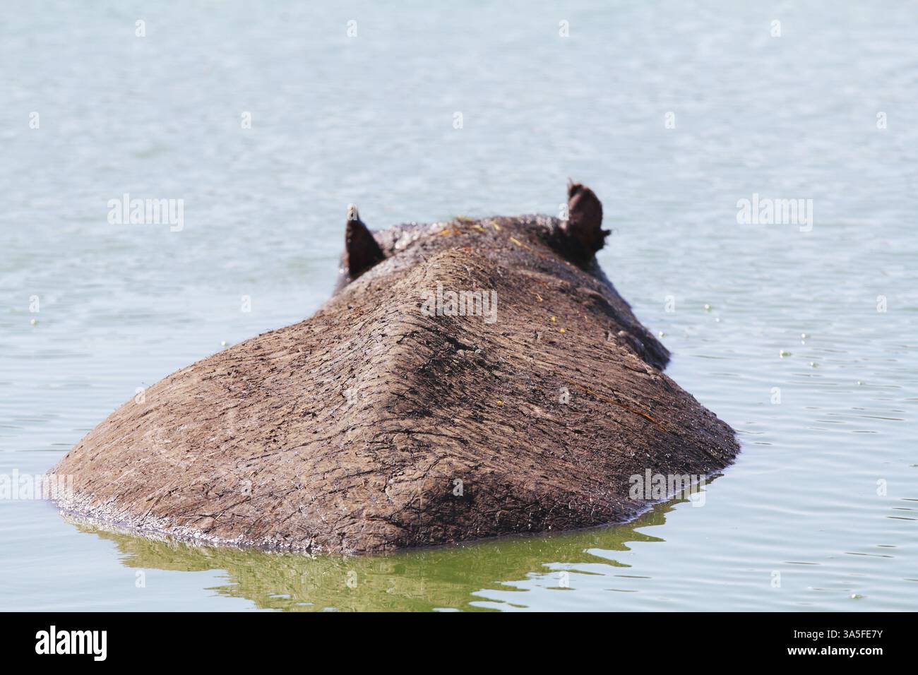 Huge modern Zoo - safari in Tel Aviv. On a hot day hippopotamus resting ...