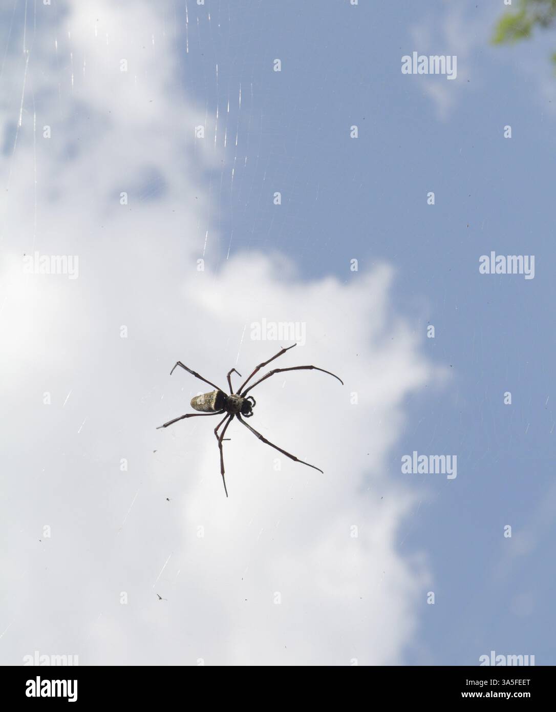 Predatory tropical spider hanging on its web waiting for prey Stock ...
