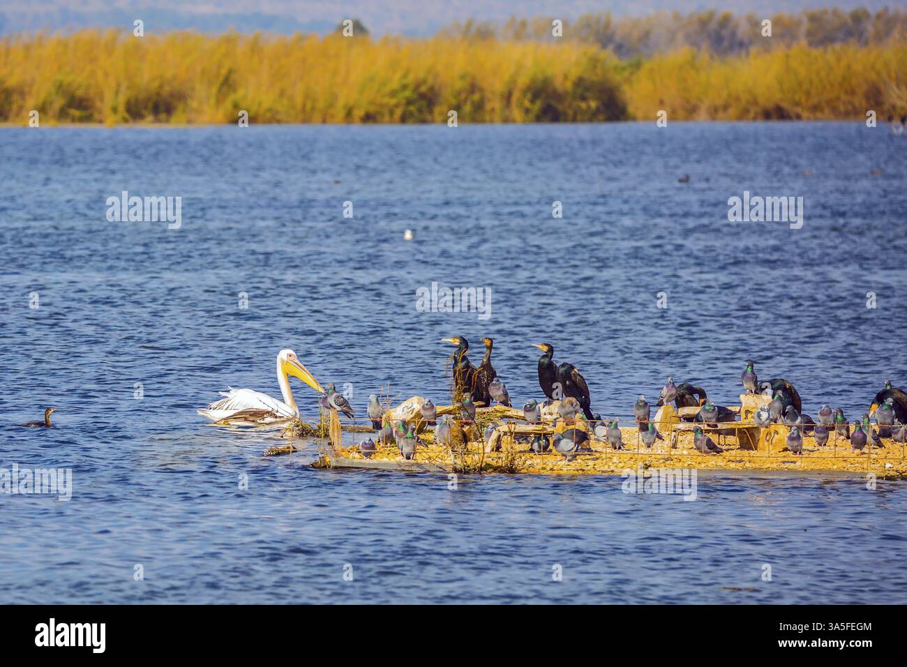 Various types of water birds wintering at Lake Hula. Dense thickets of ...