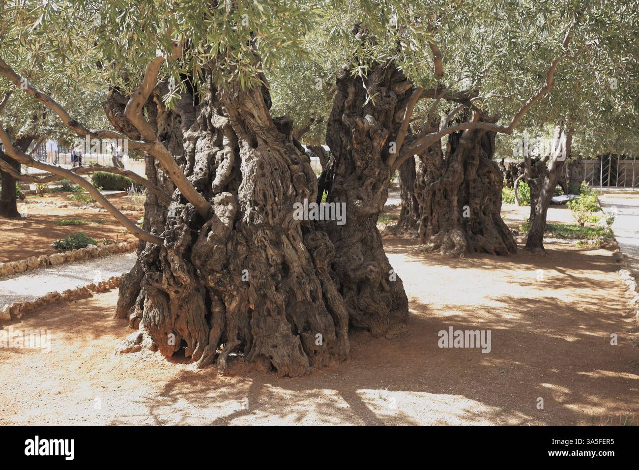 Eternal holy Jerusalem. Very ancient olive trees in the Garden of ...