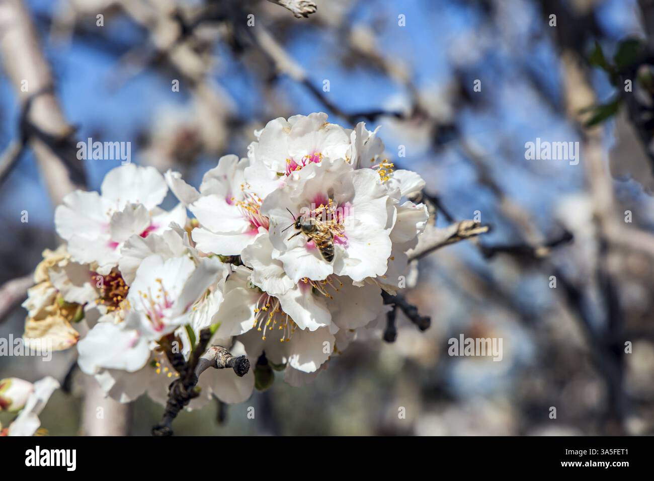 Flowering almond branch. Snow-white double flowers of an almond tree with a pale pink core. Bee ...
