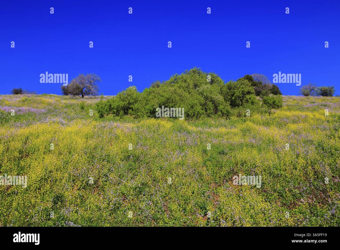 Israel. Legendary Golan Heights in a beautiful sunny day. Spring ...