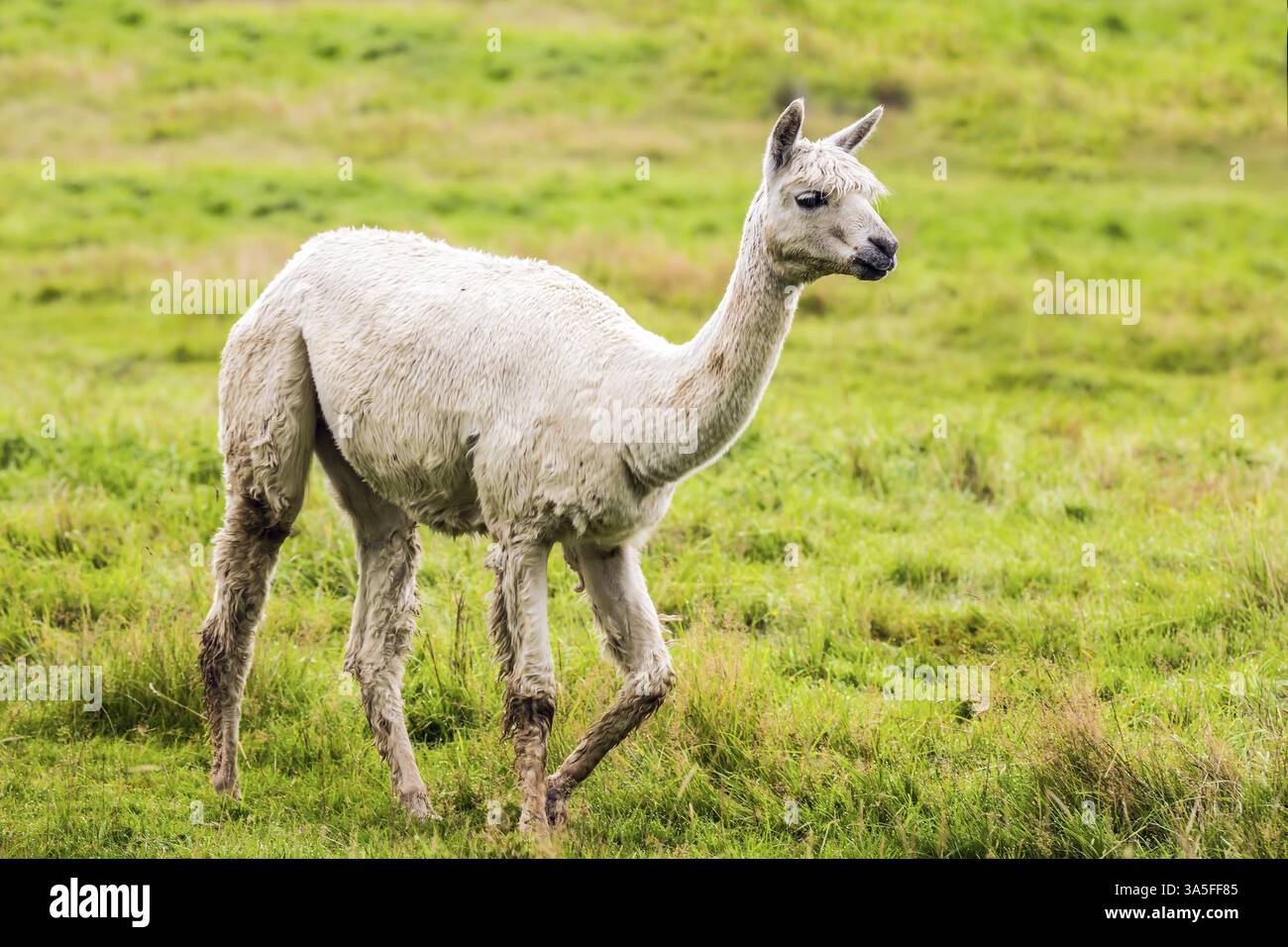 Charming white llama after a haircut pasting on green grass. Animal ...