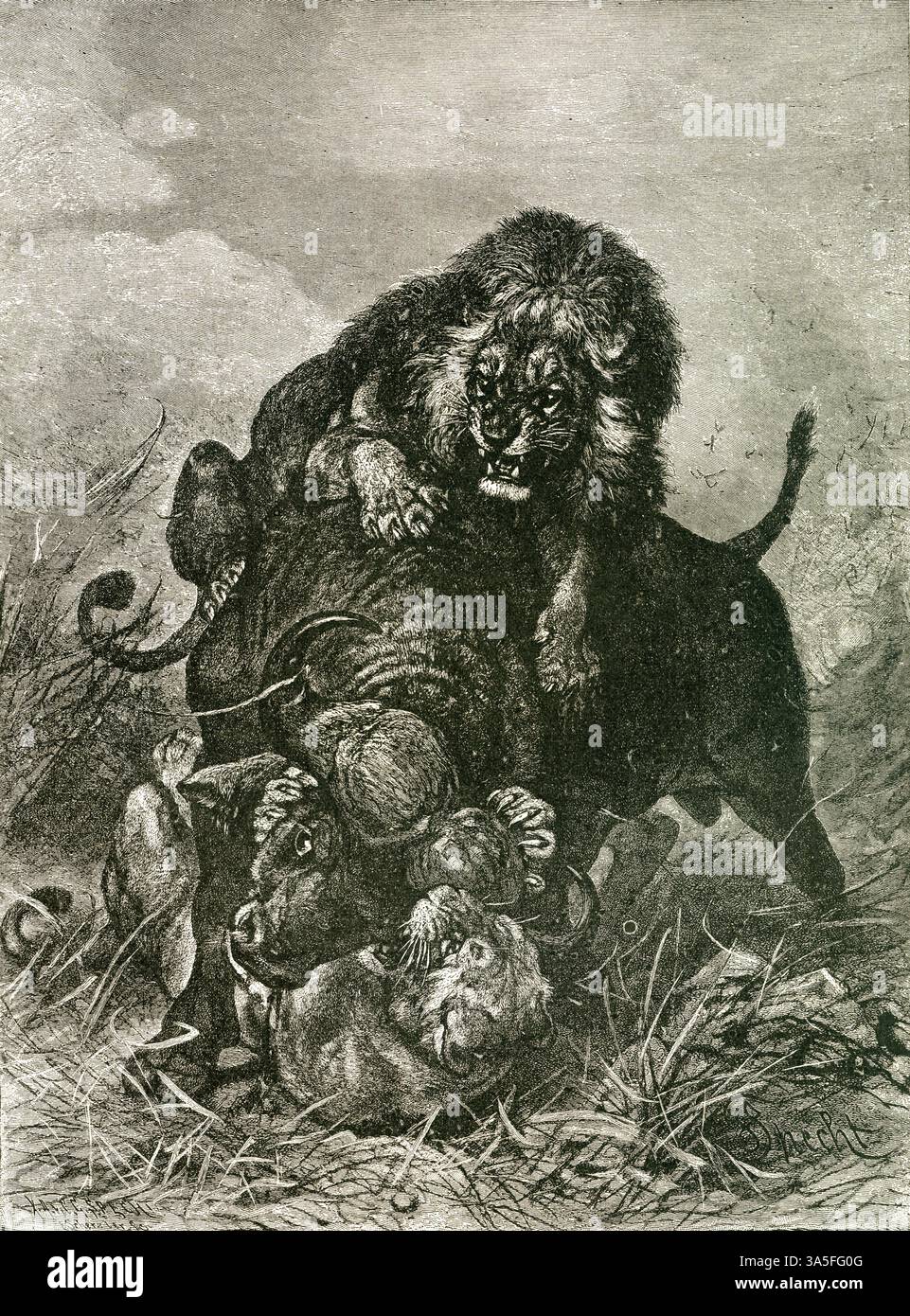 LIONS ATTACKING A BUFFALO / Lions Battle a Cape Buffalo in a Fight for ...