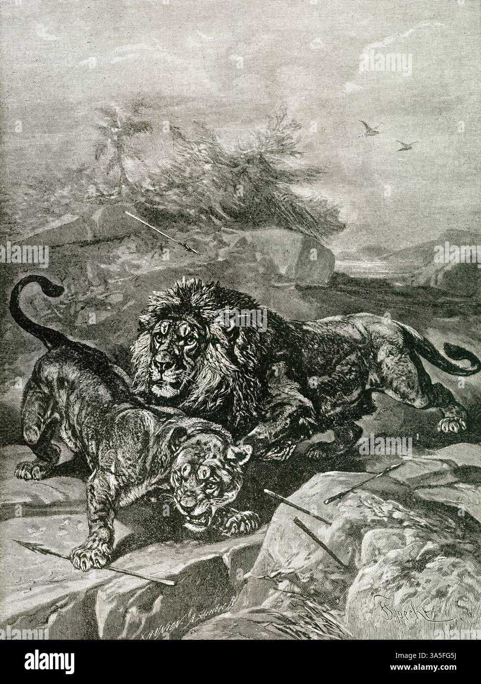 THE BARBARY LION / Barbary Lions Under Attack: Roused from Slumber ...