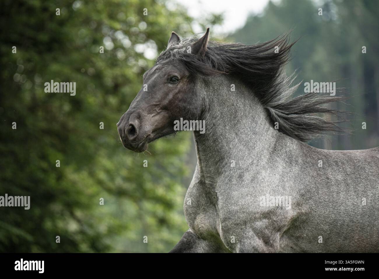 Noriker horses hi-res stock photography and images - Alamy