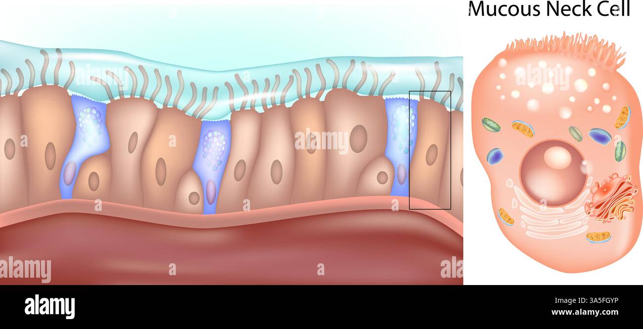 Mucous Neck Cell Structure Illustration. Human Stomach Epithelium Cells ...