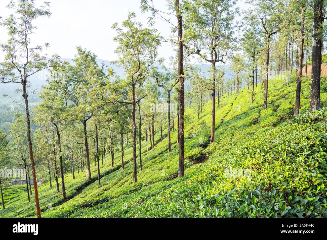 Natural Tea Plantation in Devala Hutty Sunset Tamilnadu, India Stock ...