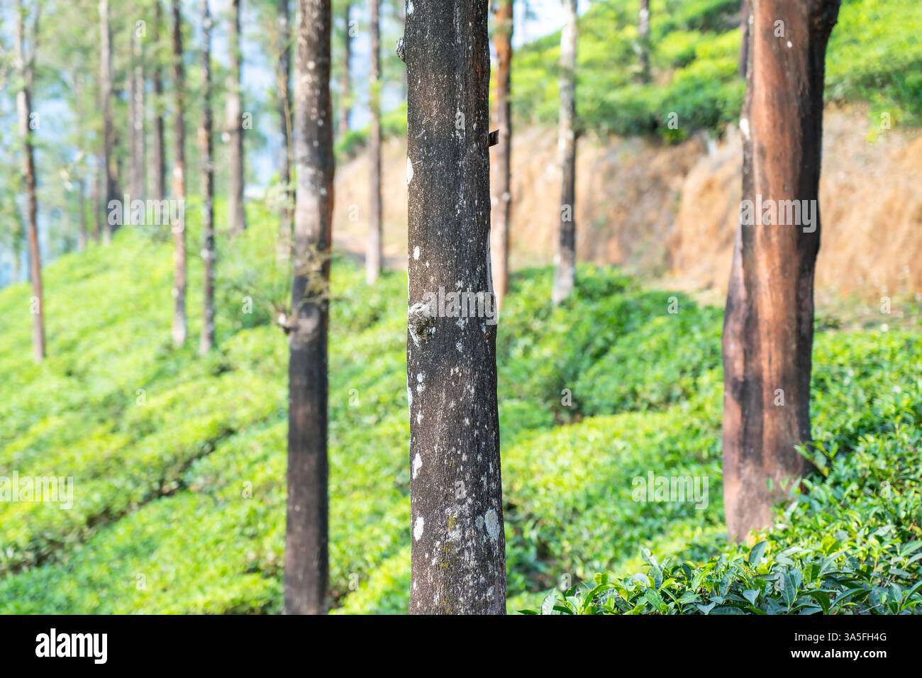 Natural Tea Plantation in Devala Hutty Sunset Tamilnadu, India Stock ...
