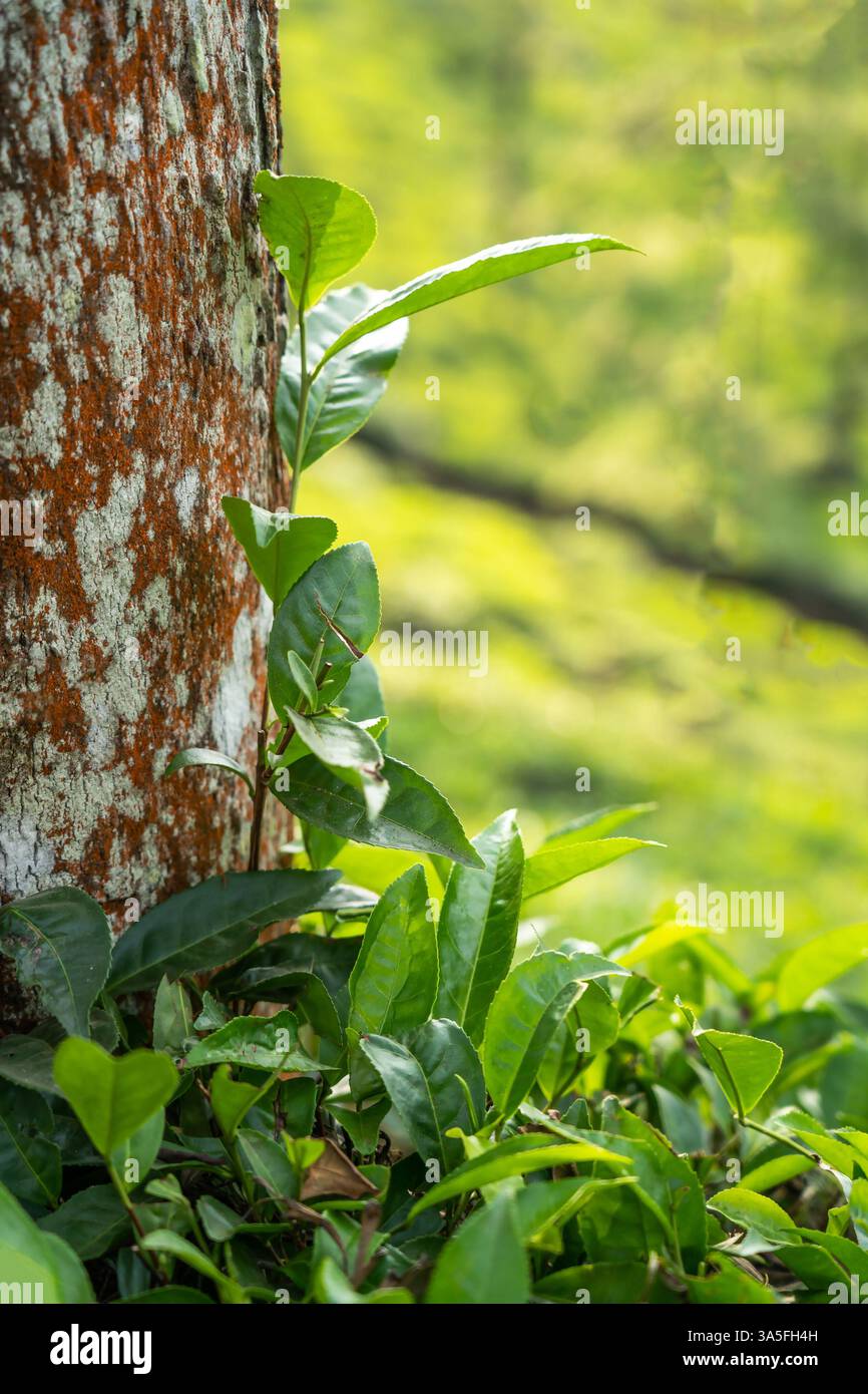 Natural Tea Plantation in Devala Hutty Sunset Tamilnadu, India Stock ...
