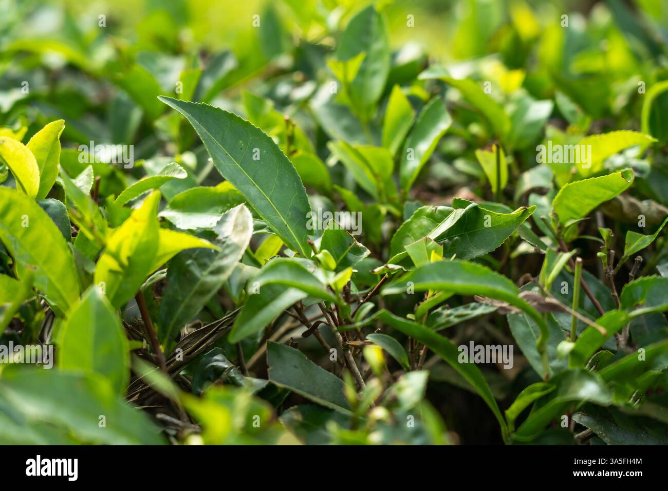 Natural Tea Plantation in Devala Hutty Sunset Tamilnadu, India Stock ...