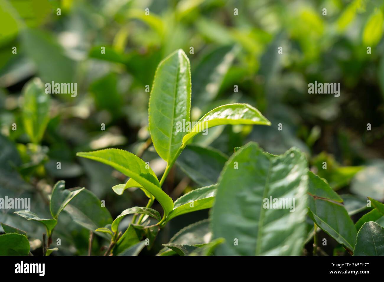 Natural Tea Plantation in Devala Hutty Sunset Tamilnadu, India Stock ...