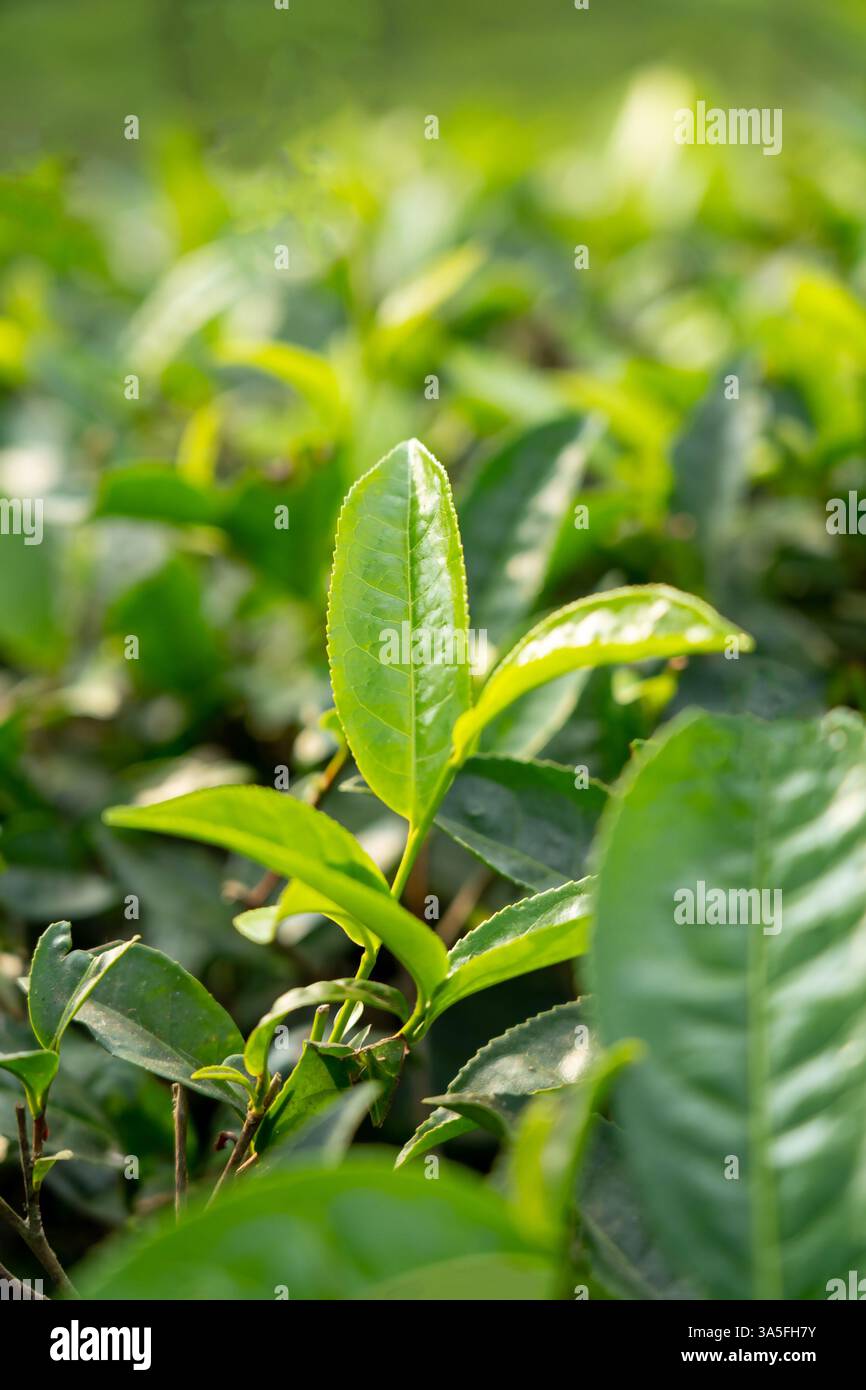 Natural Tea Plantation in Devala Hutty Sunset Tamilnadu, India Stock ...