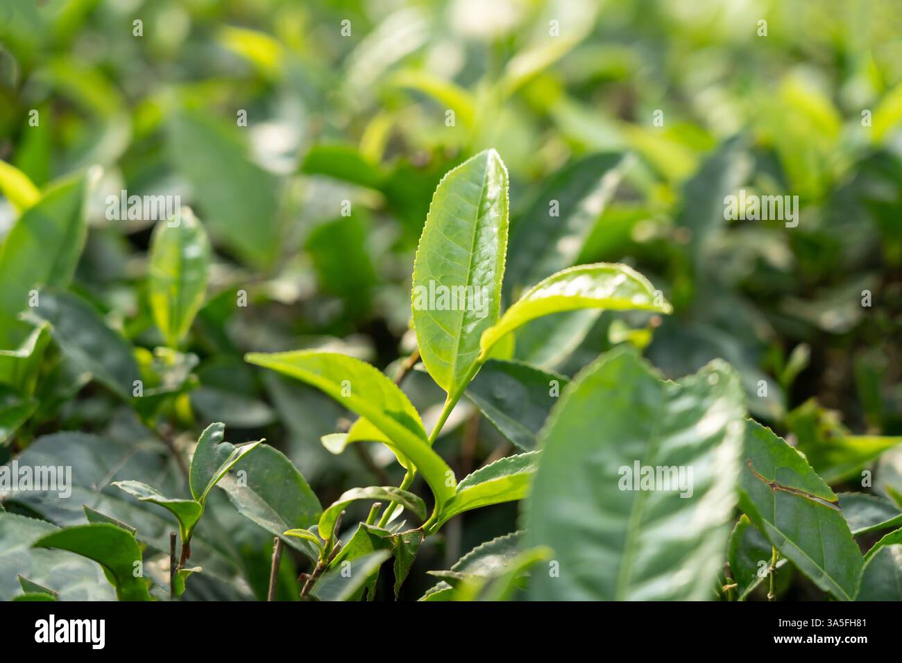 Natural Tea Plantation in Devala Hutty Sunset Tamilnadu, India Stock ...