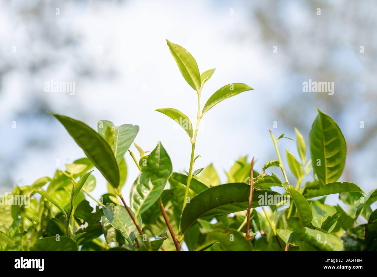 Natural Tea Plantation in Devala Hutty Sunset Tamilnadu, India Stock ...
