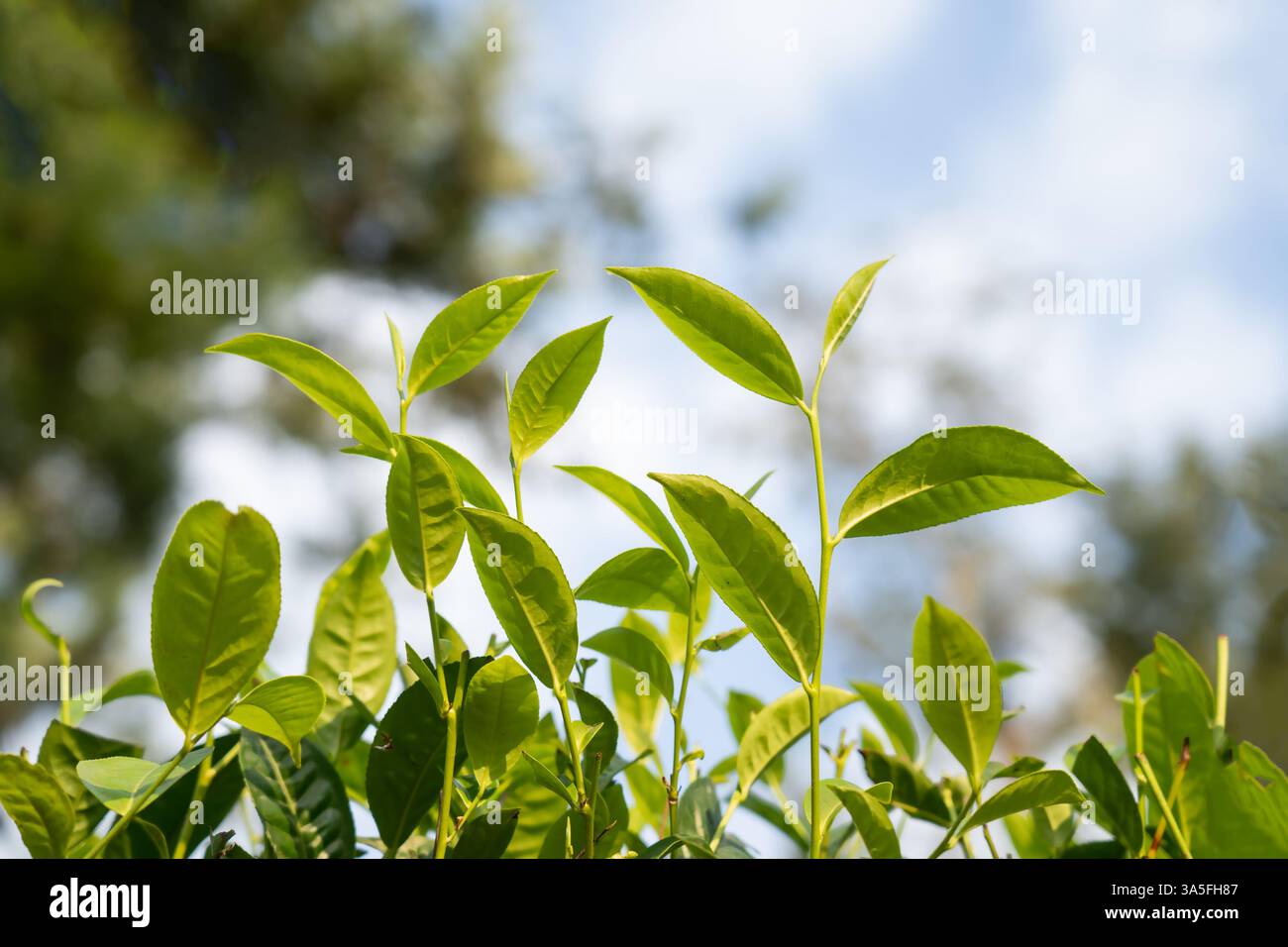 Natural Tea Plantation in Devala Hutty Sunset Tamilnadu, India Stock ...