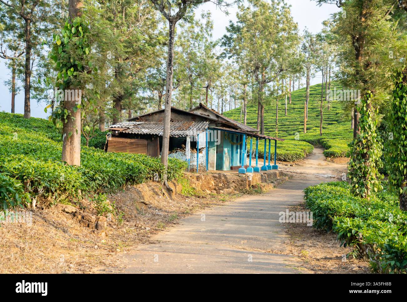 Natural Tea Plantation in Devala Hutty Sunset Tamilnadu, India Stock ...