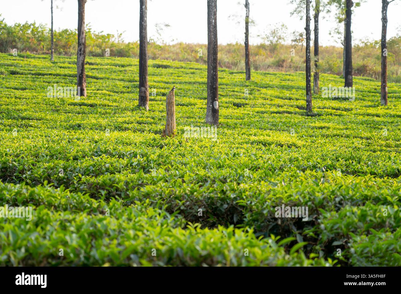 Natural Tea Plantation in Devala Hutty Sunset Tamilnadu, India Stock ...