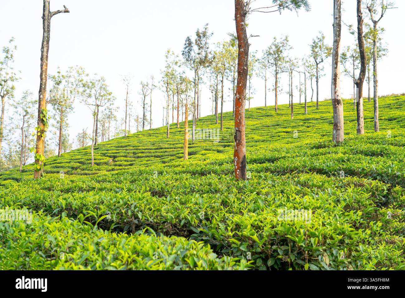 Natural Tea Plantation in Devala Hutty Sunset Tamilnadu, India Stock ...