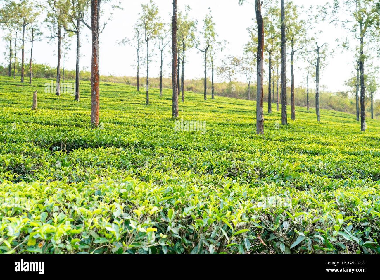Natural Tea Plantation in Devala Hutty Sunset Tamilnadu, India Stock ...