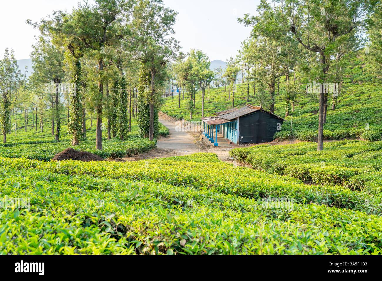 Natural Tea Plantation in Devala Hutty Sunset Tamilnadu, India Stock ...