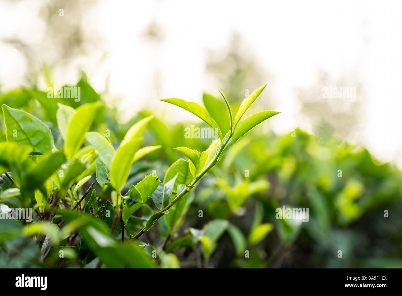 Natural Tea Plantation in Devala Hutty Sunset Tamilnadu, India Stock ...