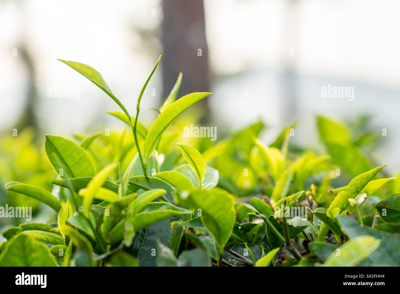 Natural Tea Plantation in Devala Hutty Sunset Tamilnadu, India Stock ...