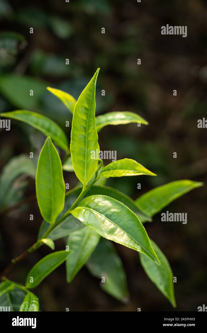 Natural Tea Plantation in Devala Hutty Sunset Tamilnadu, India Stock ...