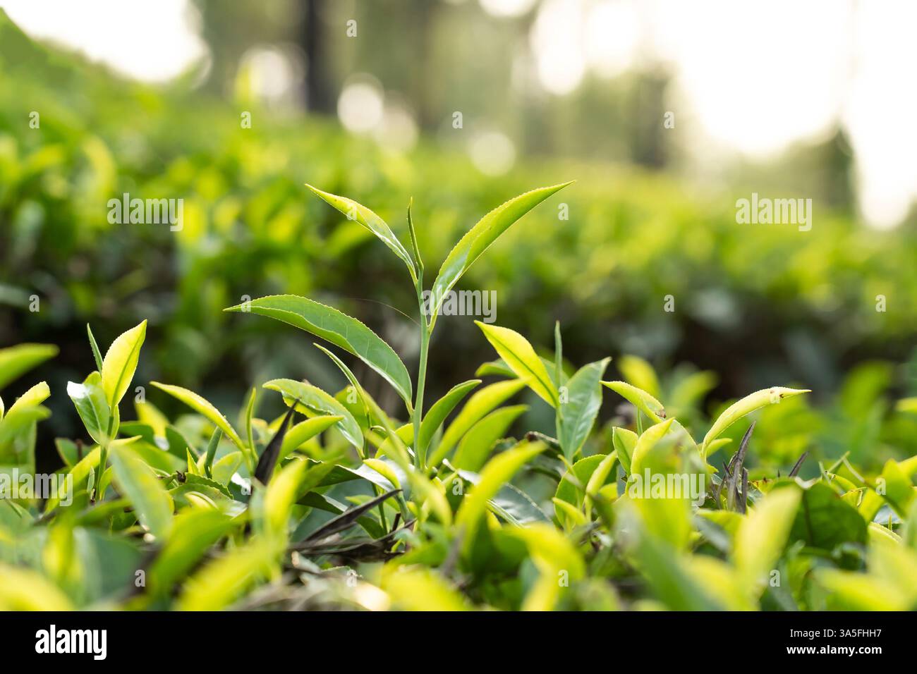 Natural Tea Plantation in Devala Hutty Sunset Tamilnadu, India Stock ...