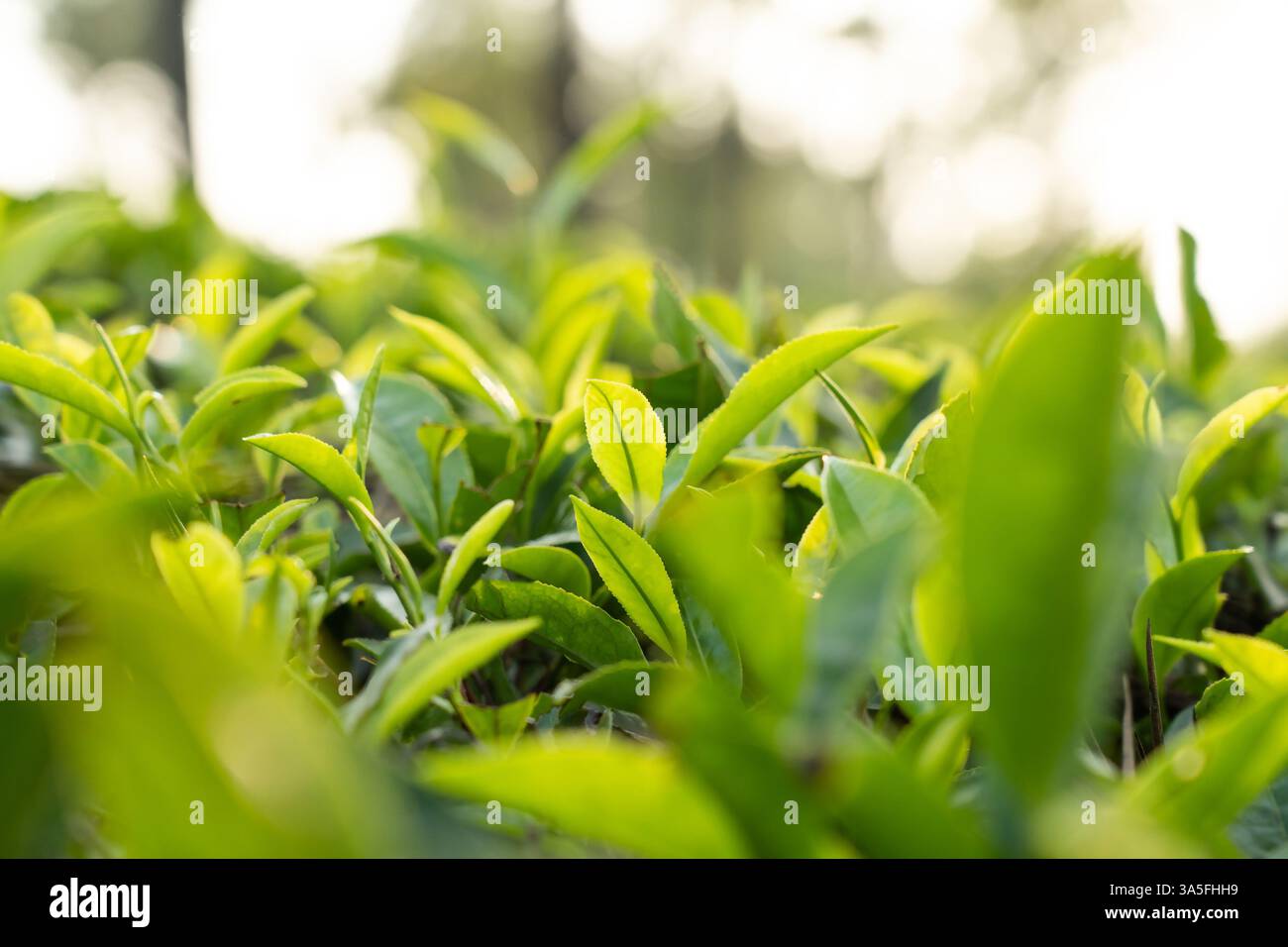 Natural Tea Plantation in Devala Hutty Sunset Tamilnadu, India Stock ...