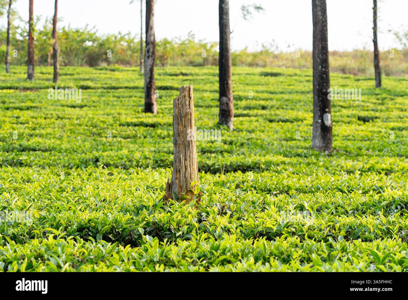 Natural Tea Plantation in Devala Hutty Sunset Tamilnadu, India Stock ...