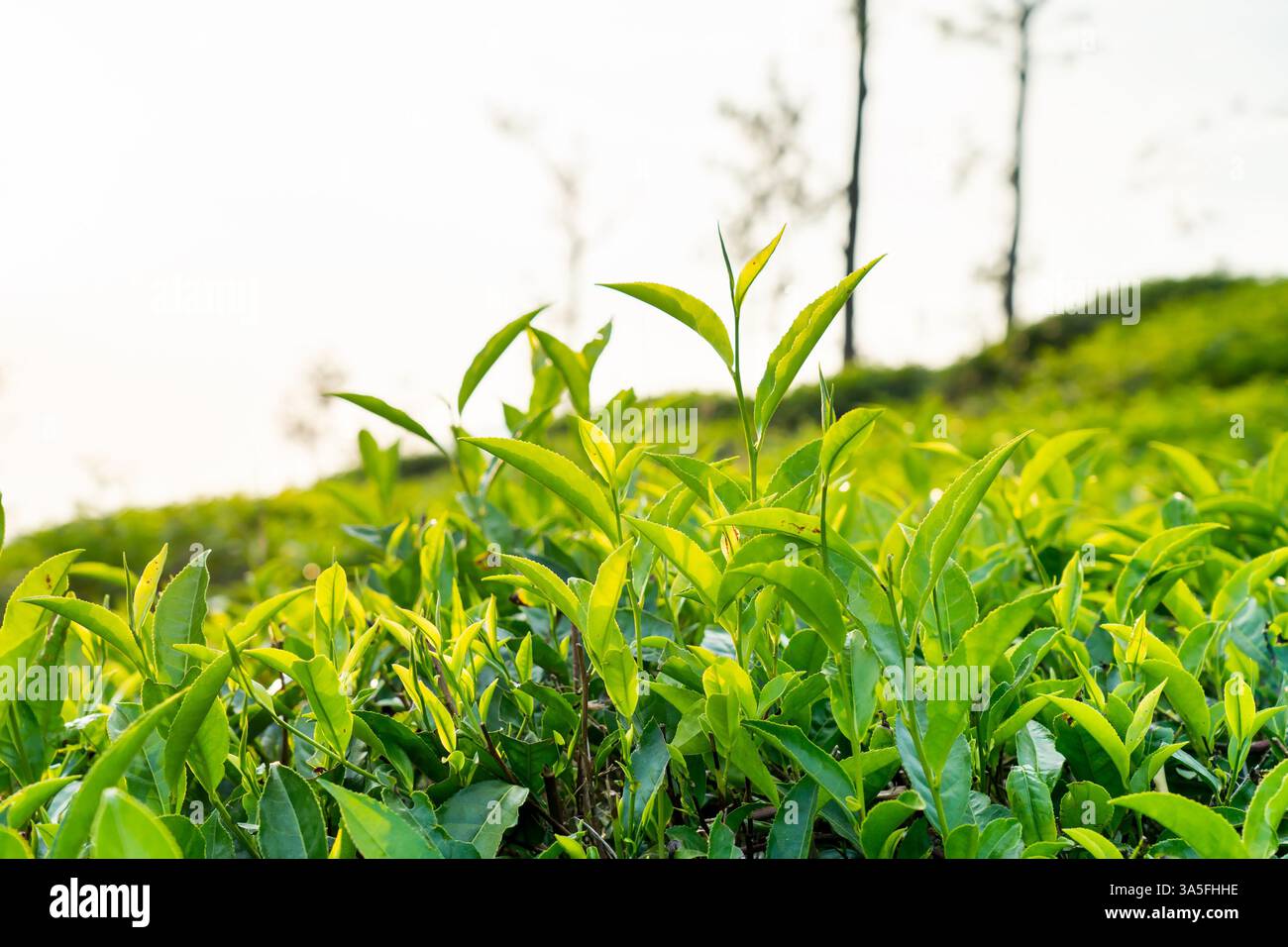 Natural Tea Plantation in Devala Hutty Sunset Tamilnadu, India Stock ...