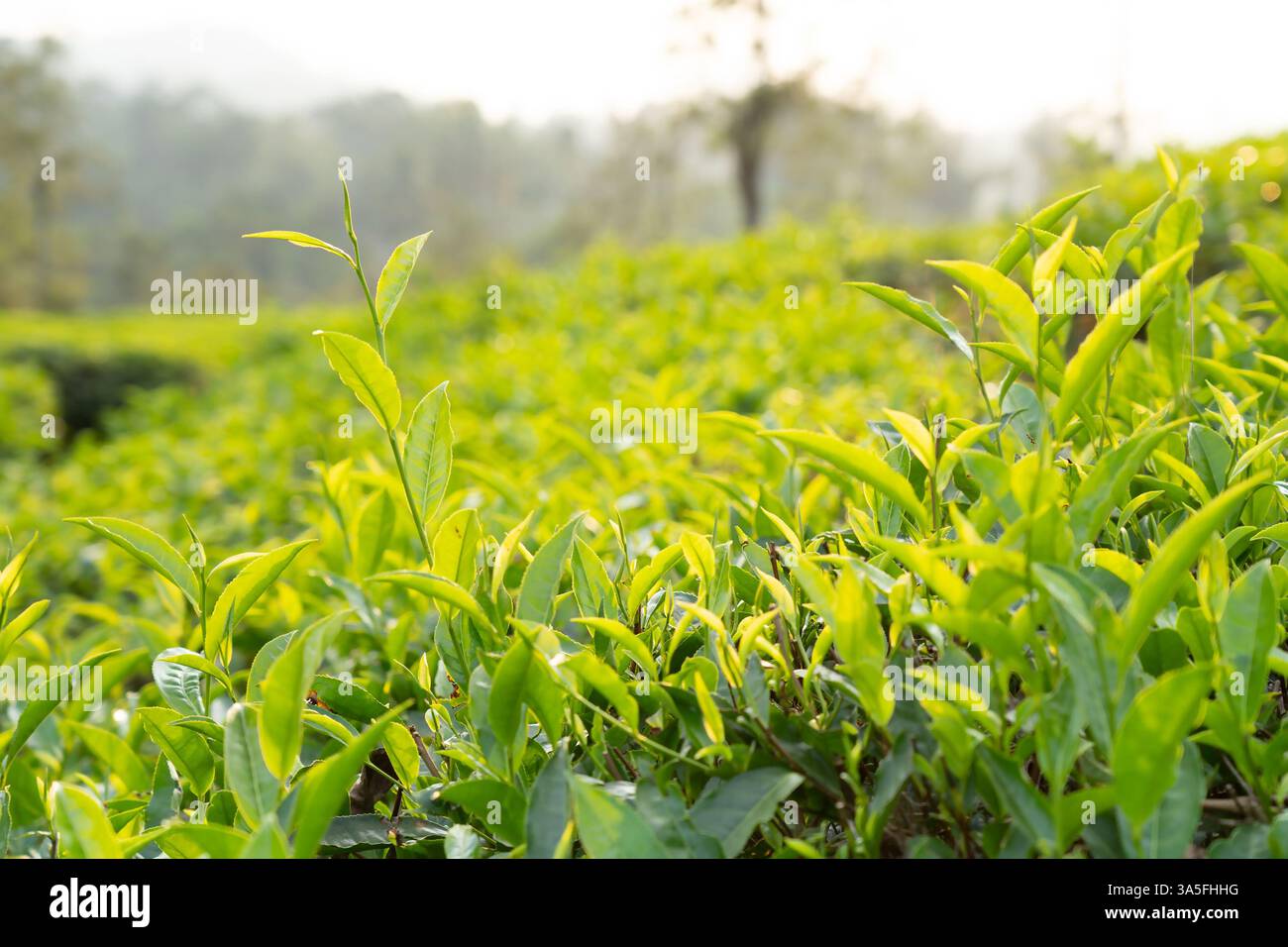 Natural Tea Plantation in Devala Hutty Sunset Tamilnadu, India Stock ...
