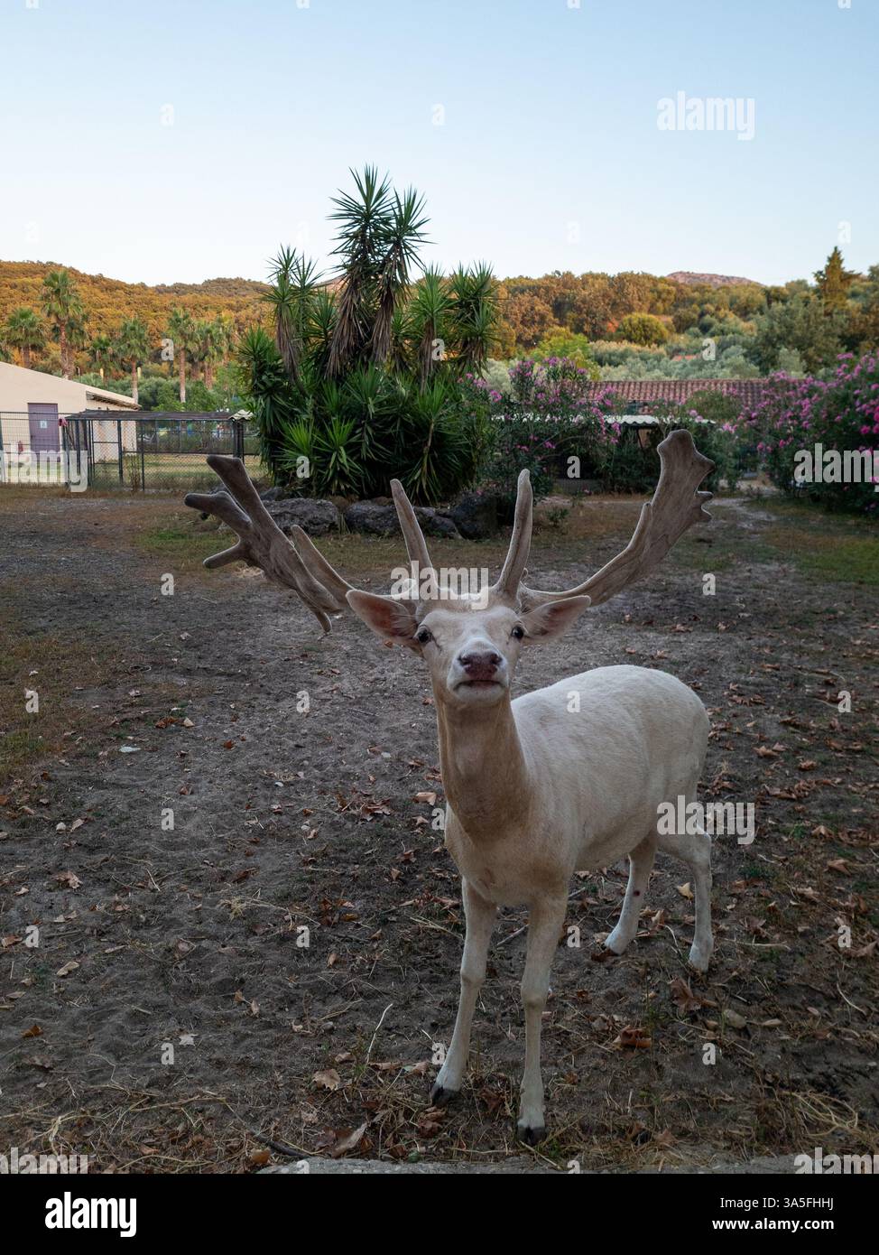 Albino deer poses gracefully in a natural landscape, showcasing its ...
