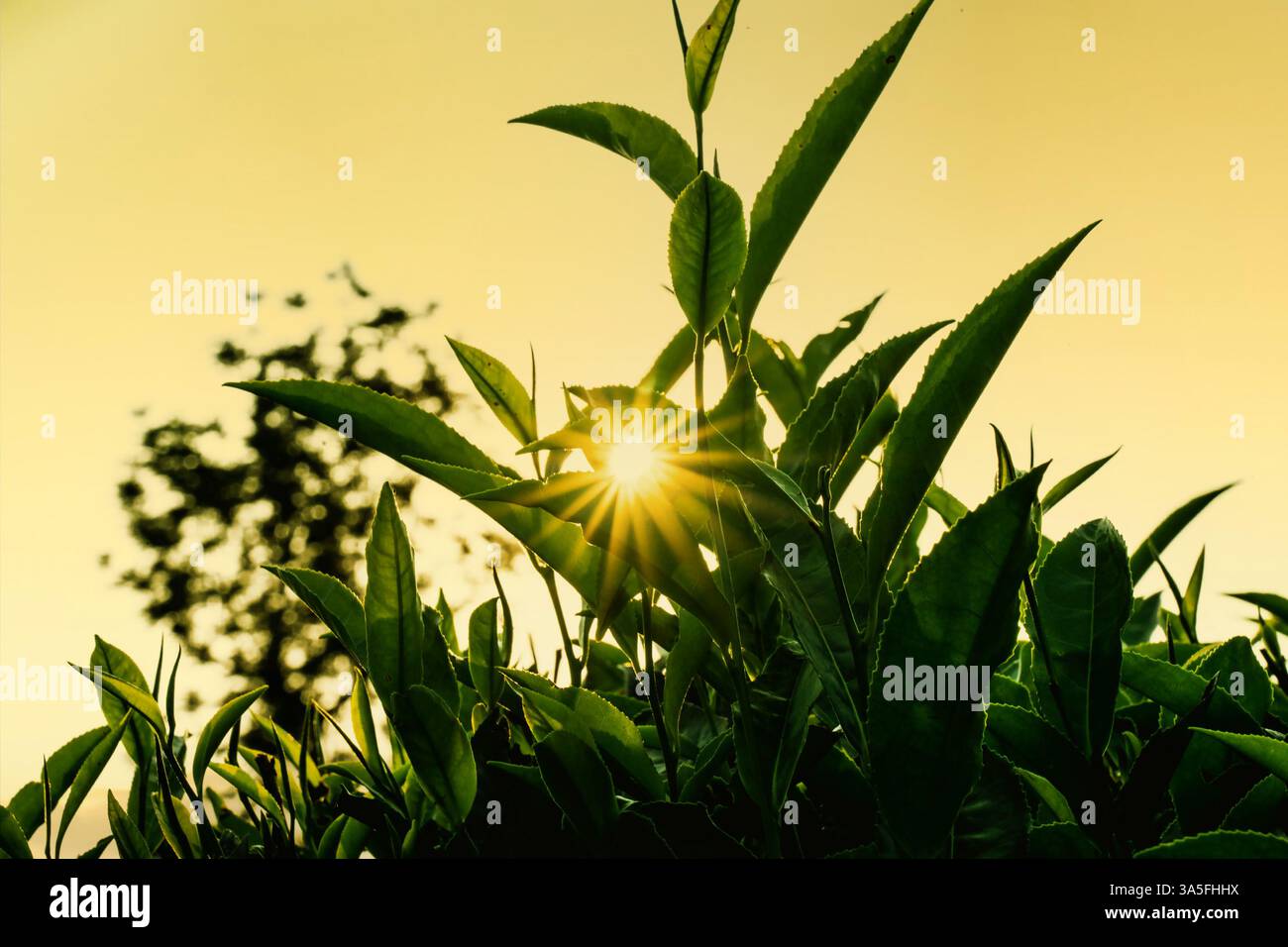 Natural Tea Plantation in Devala Hutty Sunset Tamilnadu, India Stock ...