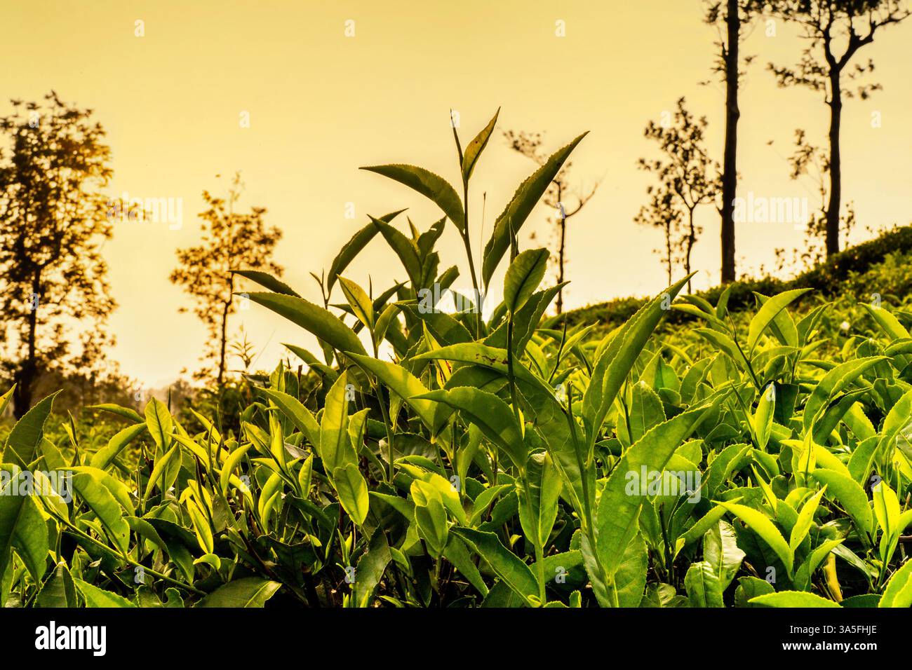 Natural Tea Plantation in Devala Hutty Sunset Tamilnadu, India Stock ...