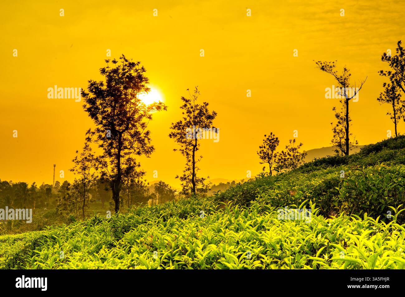 Natural Tea Plantation in Devala Hutty Sunset Tamilnadu, India Stock ...