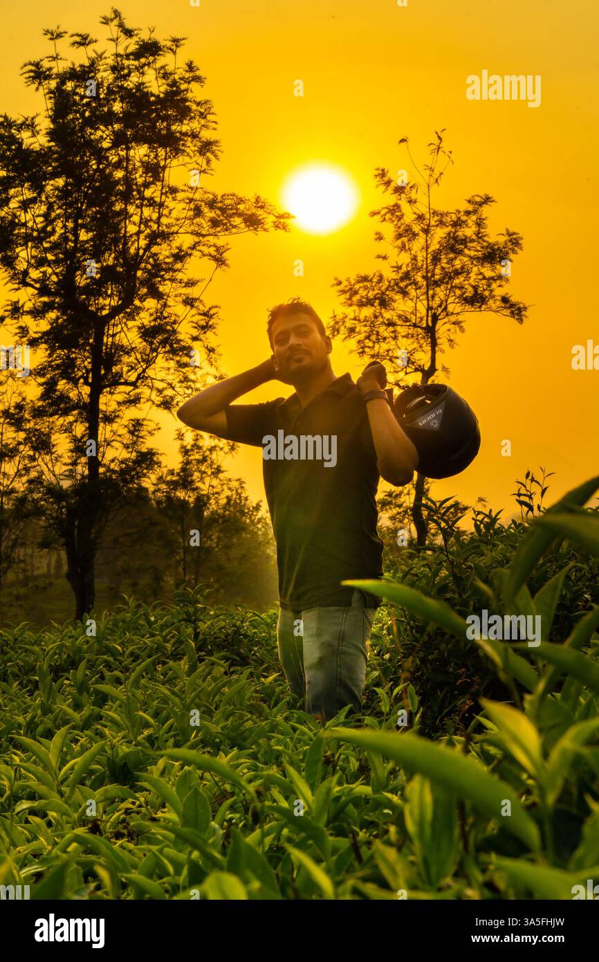 Natural Tea Plantation in Devala Hutty Sunset Tamilnadu, India Stock ...