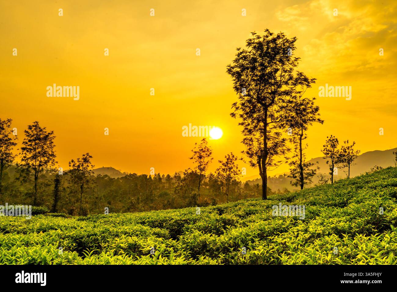Natural Tea Plantation in Devala Hutty Sunset Tamilnadu, India Stock ...