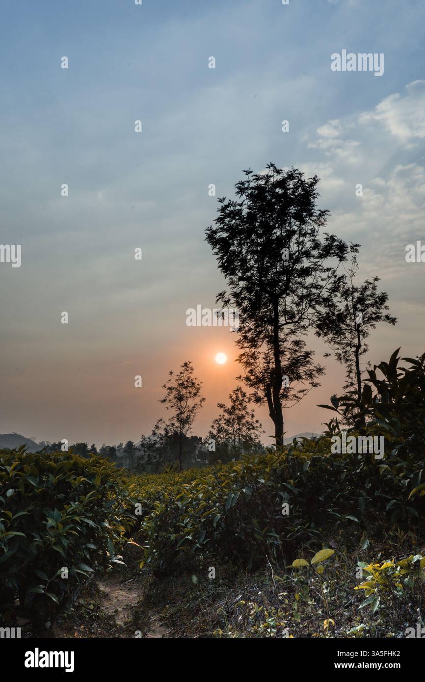Natural Tea Plantation in Devala Hutty Sunset Tamilnadu, India Stock ...